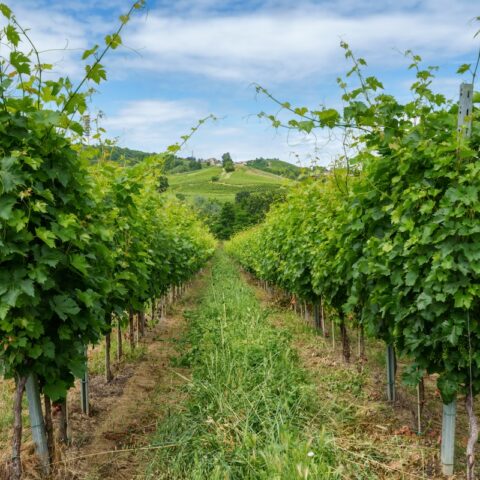 Services|Pimentel Vineyard Management
